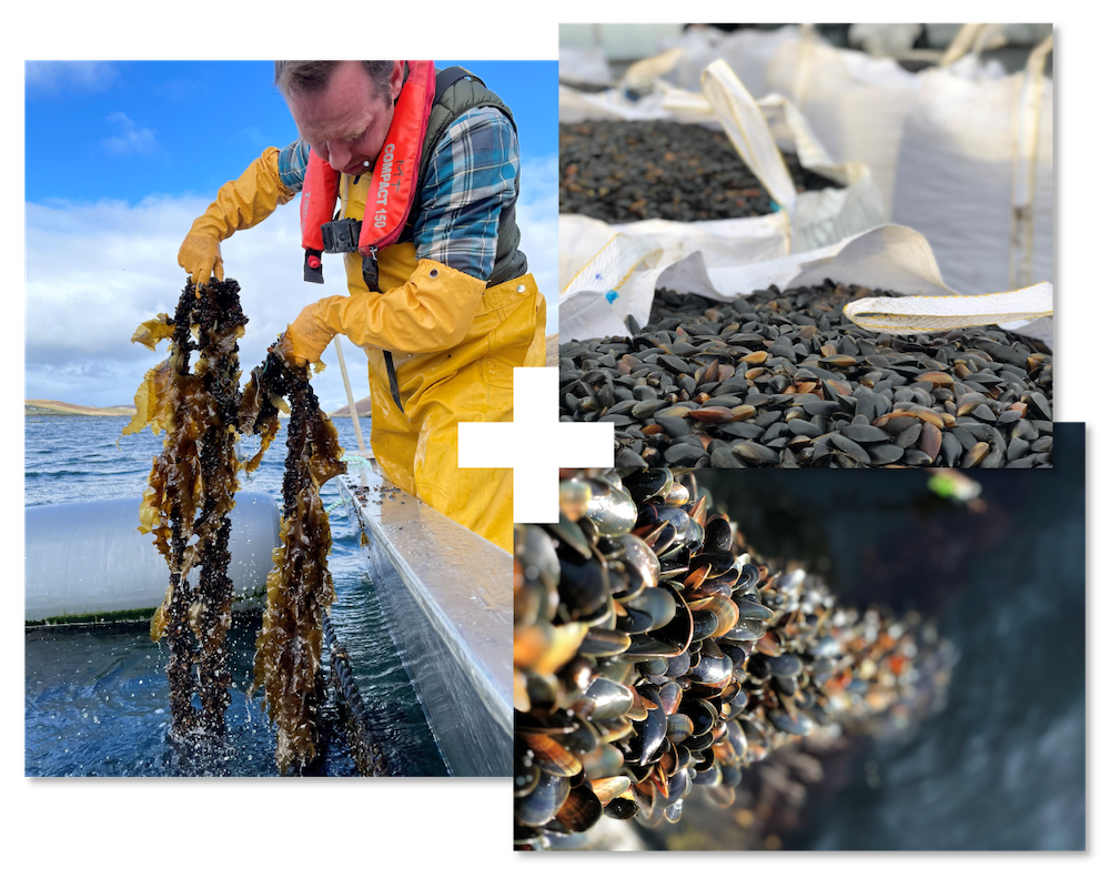 UHI leads £4.4m project to transform Scottish aquaculture | Scottish Financial News